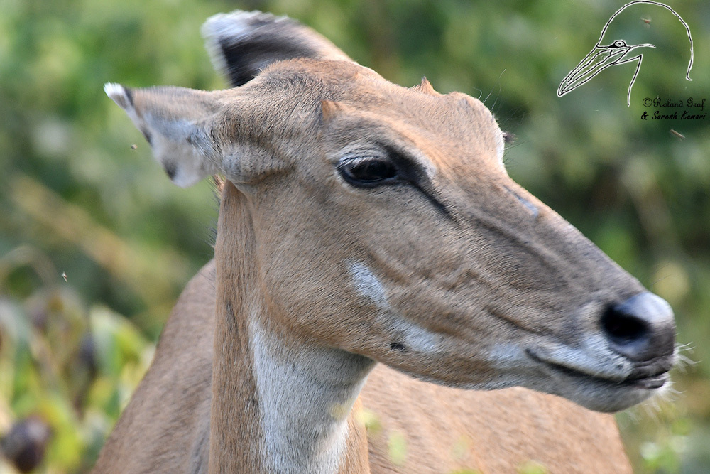 Asian Taurine-antelopes (Boselaphini) - Know Your Mammals