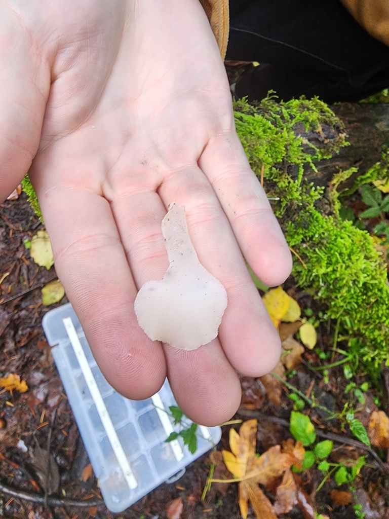 Toothed Jelly Fungus from Eugene, OR 97405, USA on November 7, 2023 at ...