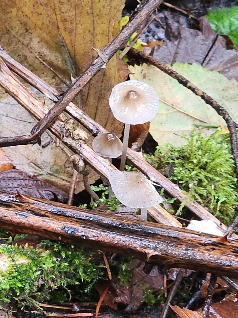 Mycena tenax from Eugene, OR 97405, USA on November 7, 2023 at 11:10 AM ...