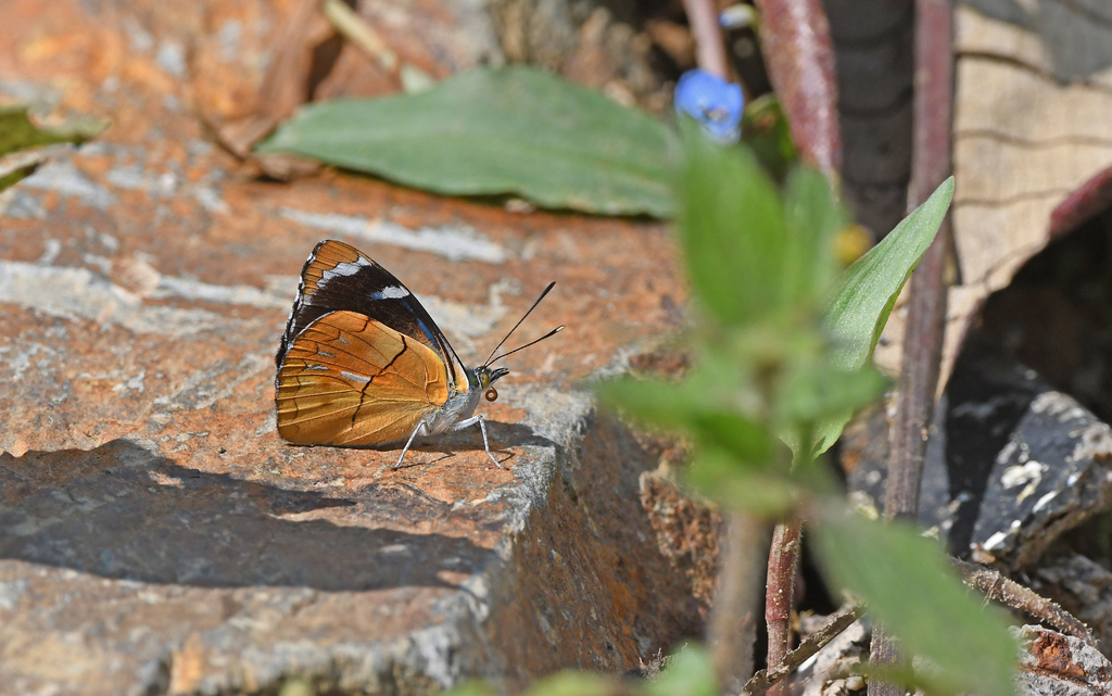 Vague Numberwings from Paucartambo Province, Peru on September 14, 2023 ...