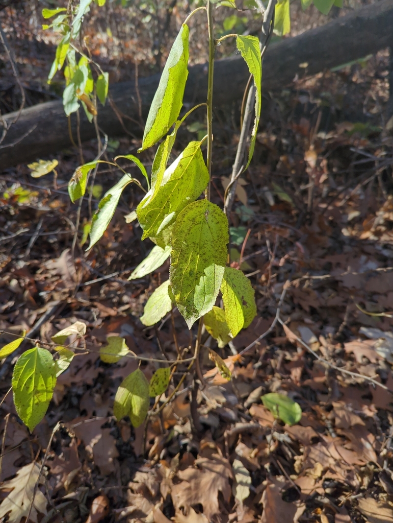 common buckthorn from Waterville Township, MN, USA on November 9, 2023 ...