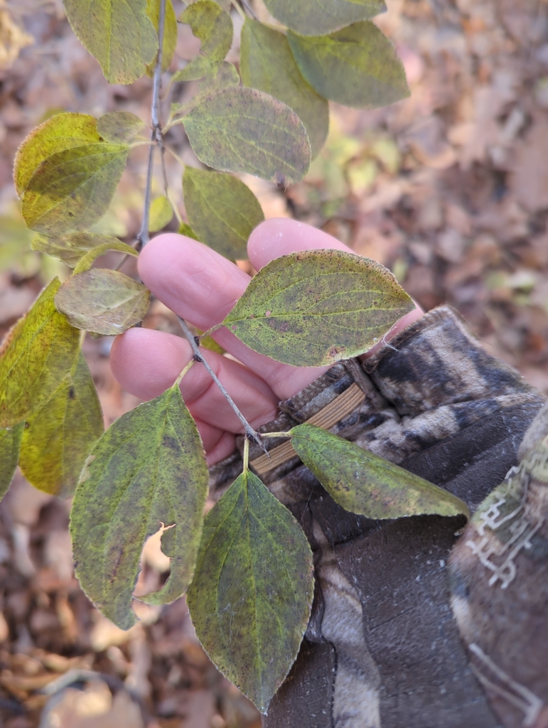 common buckthorn from Waterville Township, MN, USA on November 9, 2023 ...