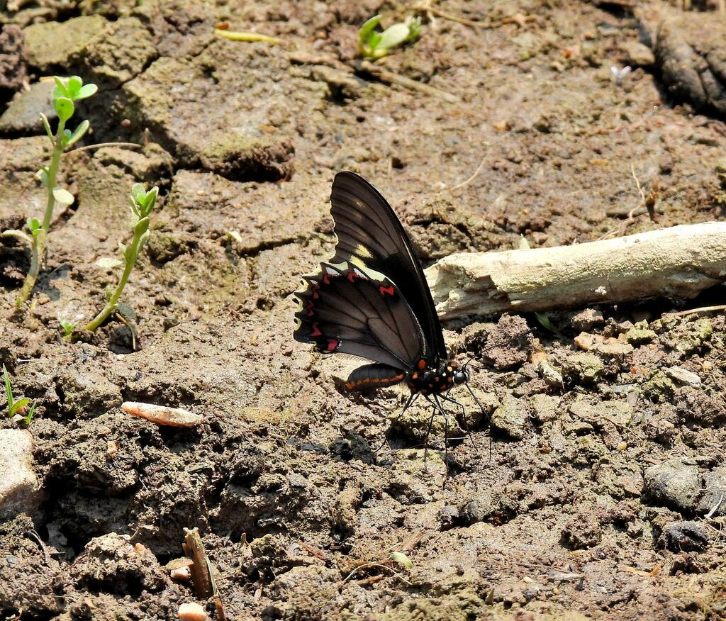 Polydamas Swallowtail in November 2023 by Naturalist Tours · iNaturalist