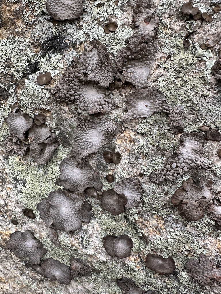 Common Toadskin Lichen from Kinnelon, NJ, US on November 9, 2023 at 09: ...