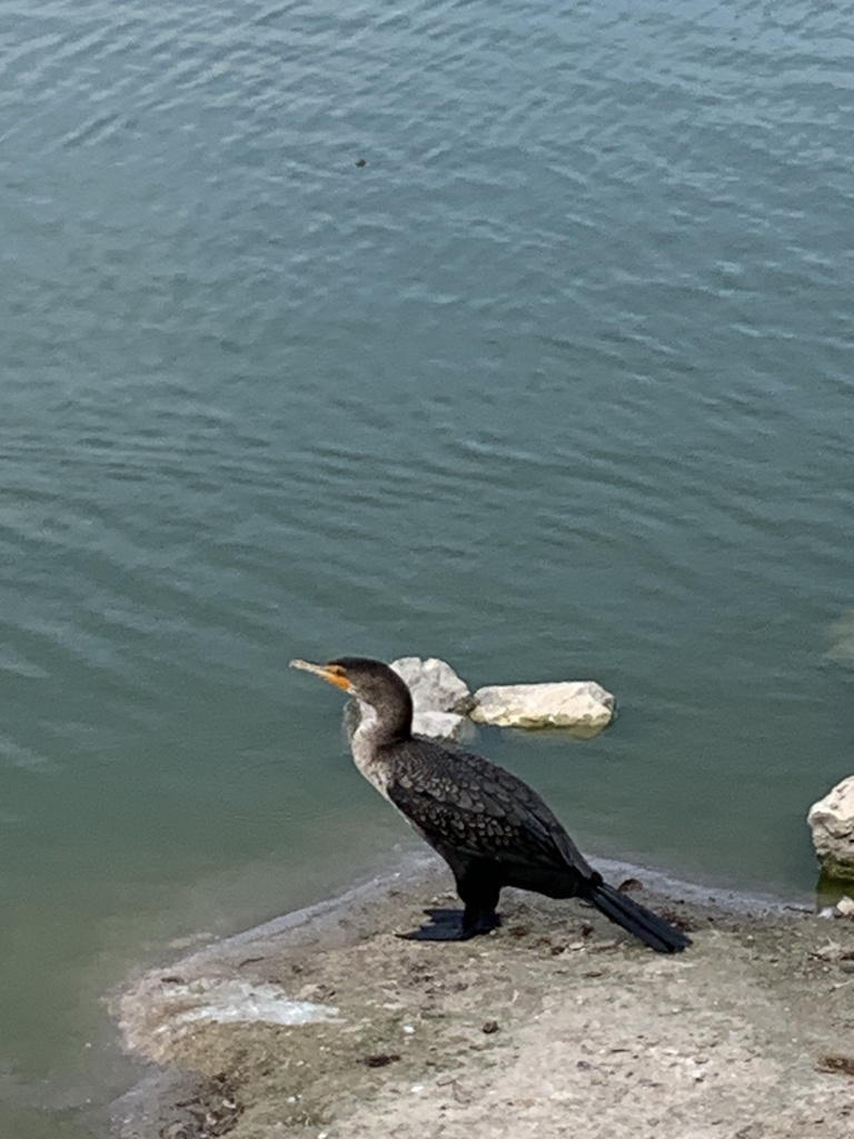 Double-crested Cormorant from Bannworth Park, Mission, TX, US on ...