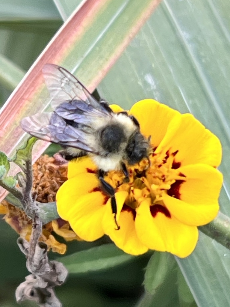 Common Eastern Bumble Bee from Virginia Ave SE, Washington, DC, US on ...