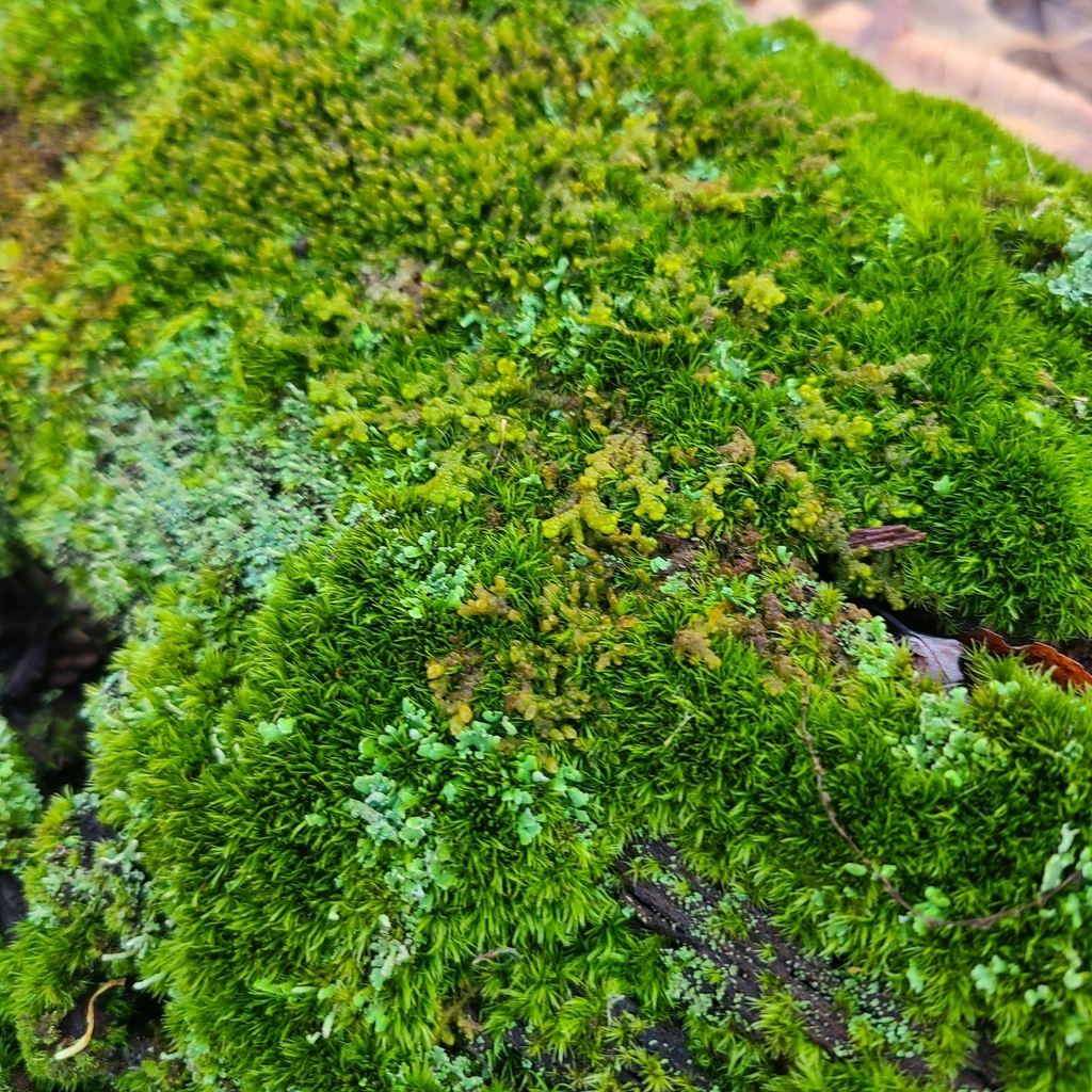 Tree Fringewort from Haslett, Meridian Charter Township, MI, USA on ...