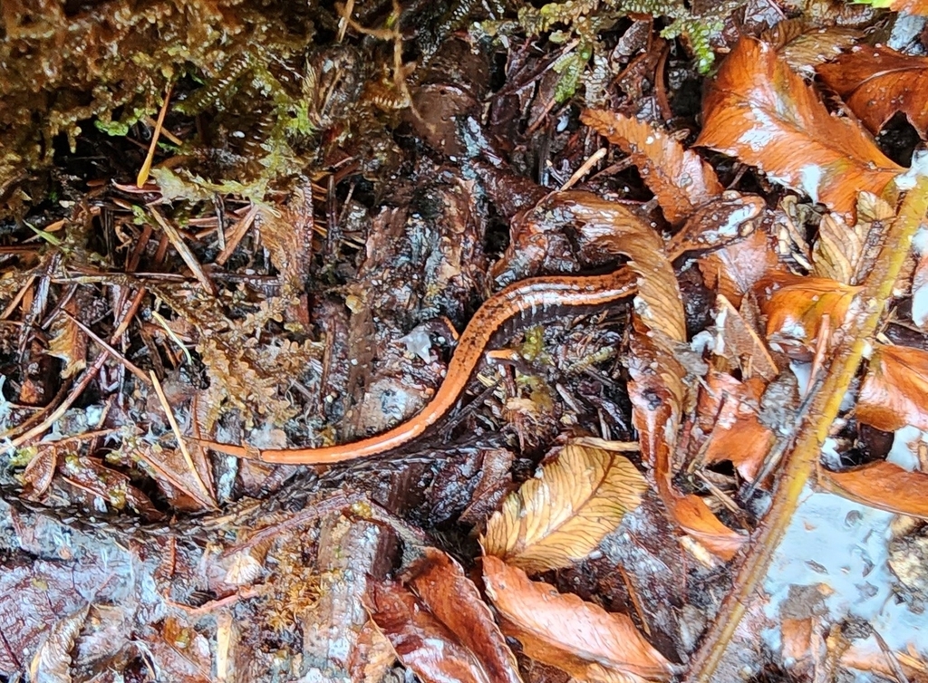 Western Red-backed Salamander from Victoria, BC V9C, Canada on November ...