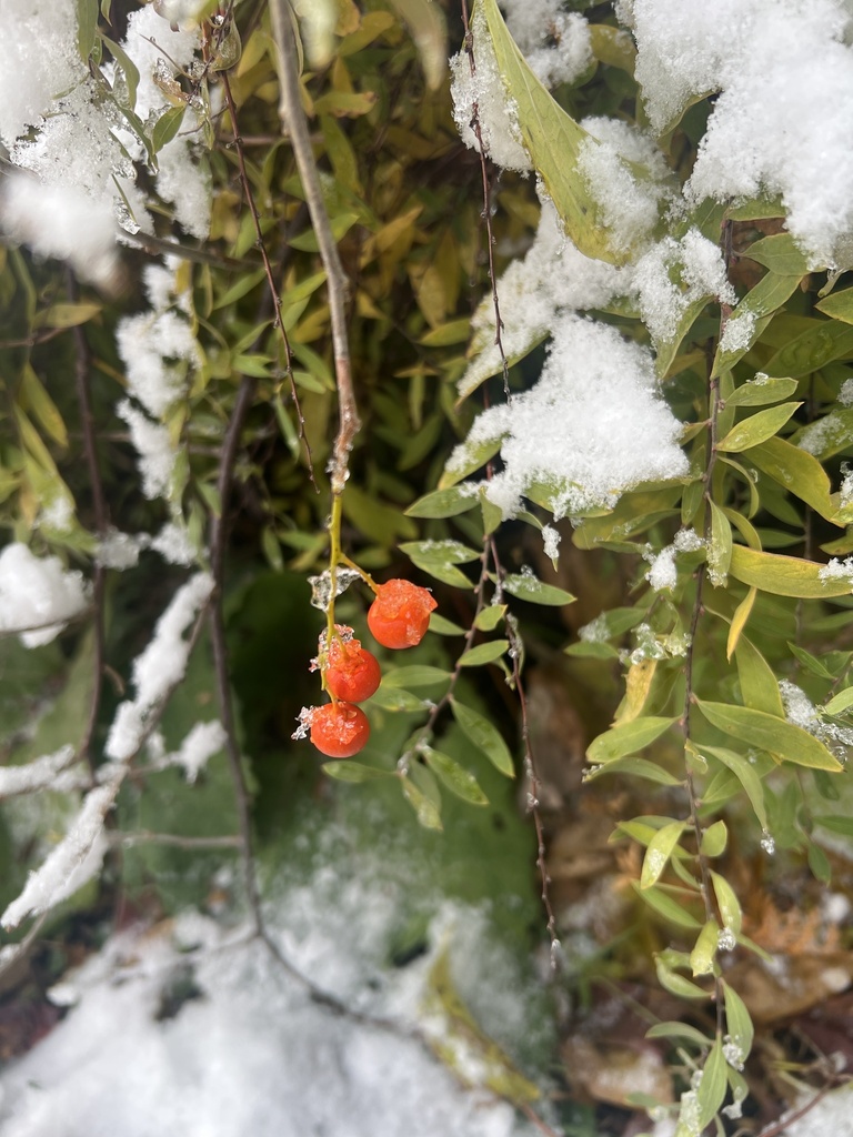 Northern Comandra from University of Quebec at Chicoutimi, Saguenay, QC ...