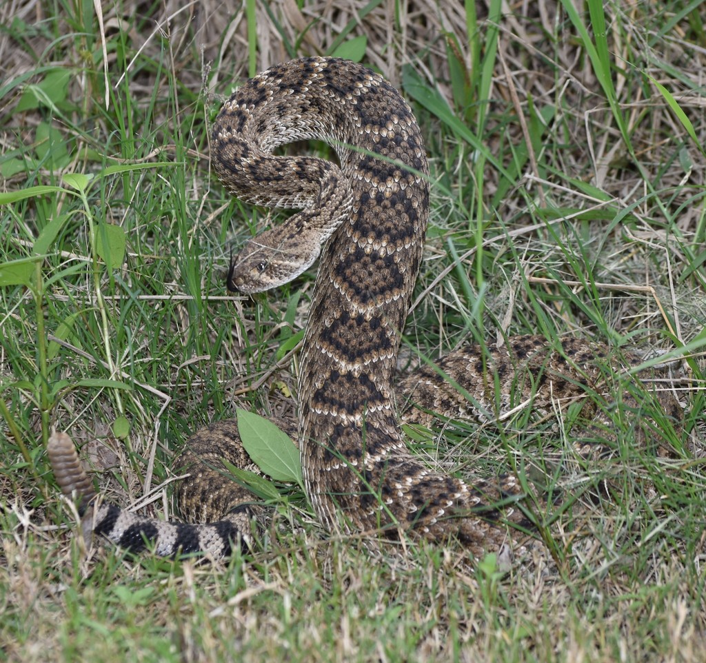 Western Diamond-backed Rattlesnake from Jim Wells County, TX, USA on ...