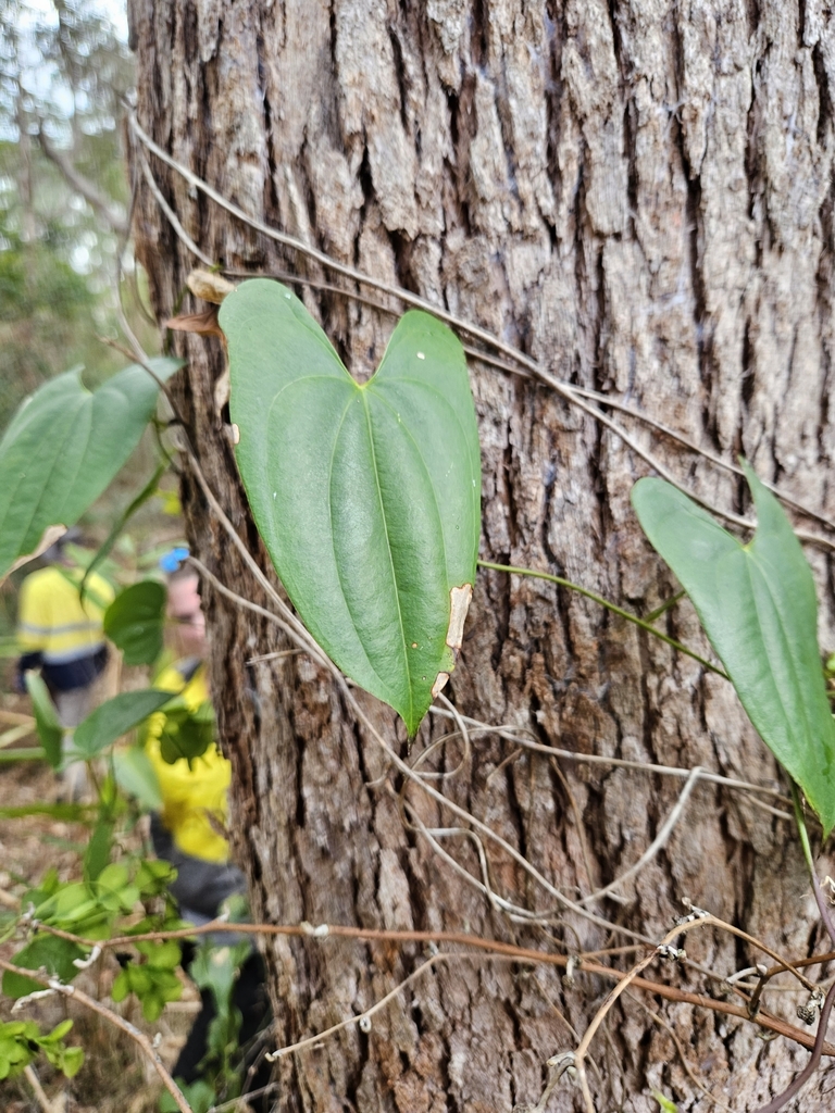 Common Yam Vine from Cornubia QLD 4130, Australia on November 10, 2023 at 06:50 AM by Peta ...