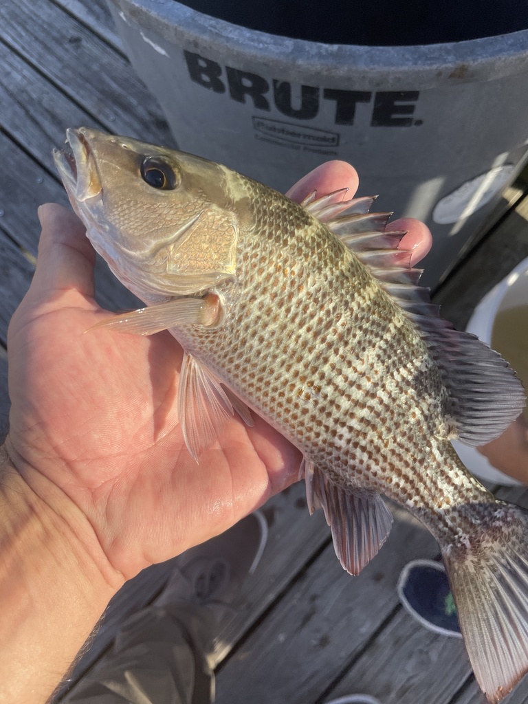 Grey Snapper from Merritt Island, Merritt Island, FL, US on November 9 ...