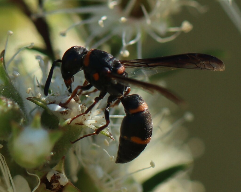 Potter and Mason Wasps from Sydney NSW, Australia on October 20, 2023 ...