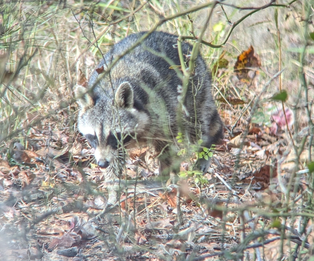 Eastern Raccoon from Chester, VA 23836, USA on November 9, 2023 at 10: ...