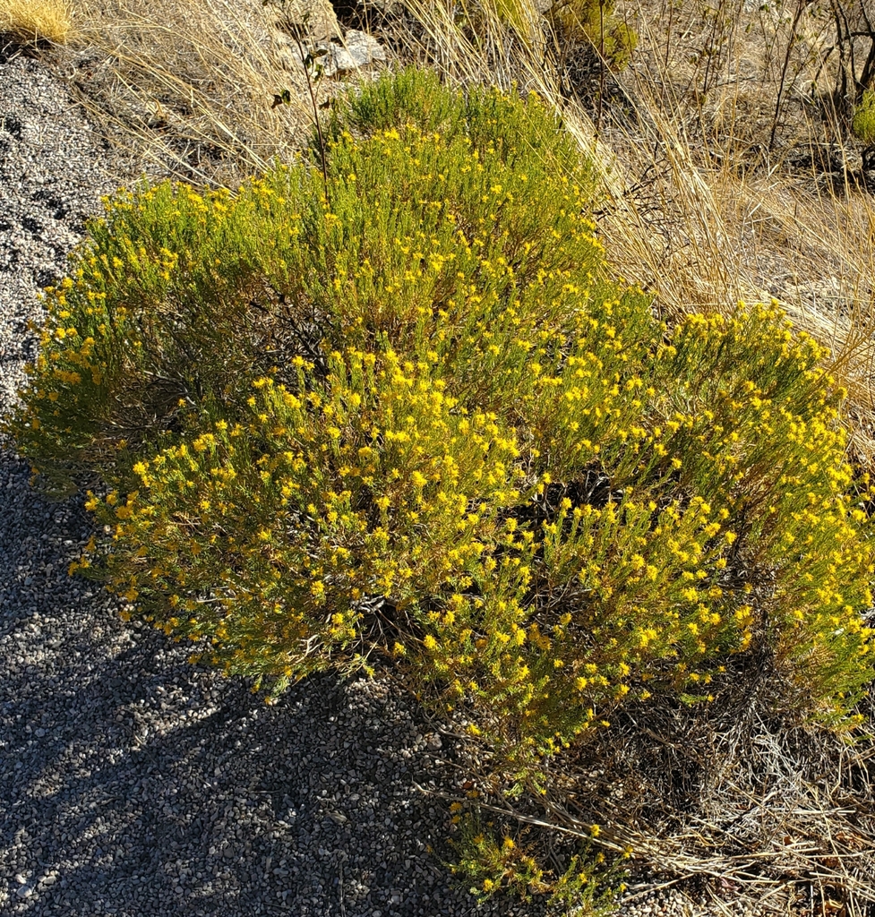 turpentine bush from Tucson, AZ 85749, USA on November 9, 2023 at 09:12 ...