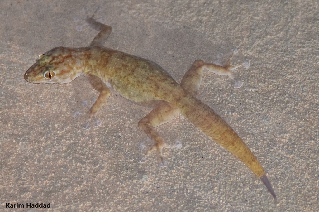 Togo Fan-footed Gecko in October 2023 by Karim Haddad · iNaturalist