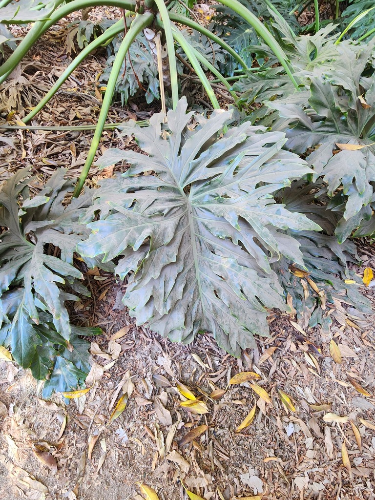 Tree Philodendron from Nature Center, Fullerton, CA 92831 on November 9 ...