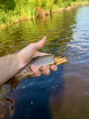 Salmo stomachicus · NaturaLista Colombia