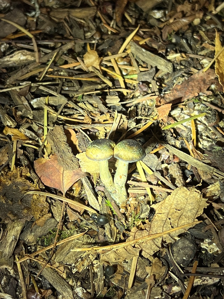 Wavy Cap in November 2023 by moonwatcher1 · iNaturalist