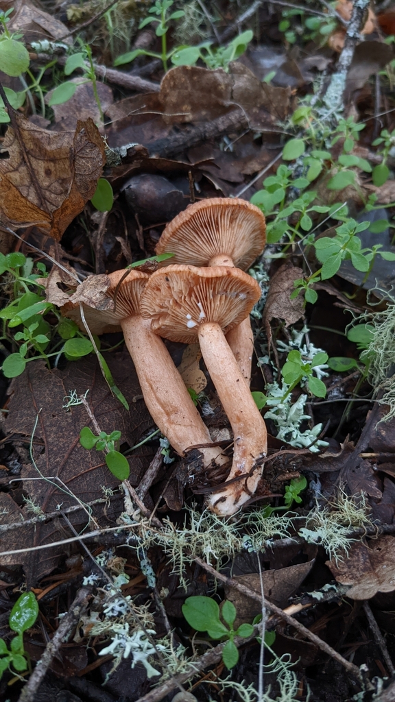 Candy Cap in November 2023 by Ashley Duval. Hollow stipe that snaps ...