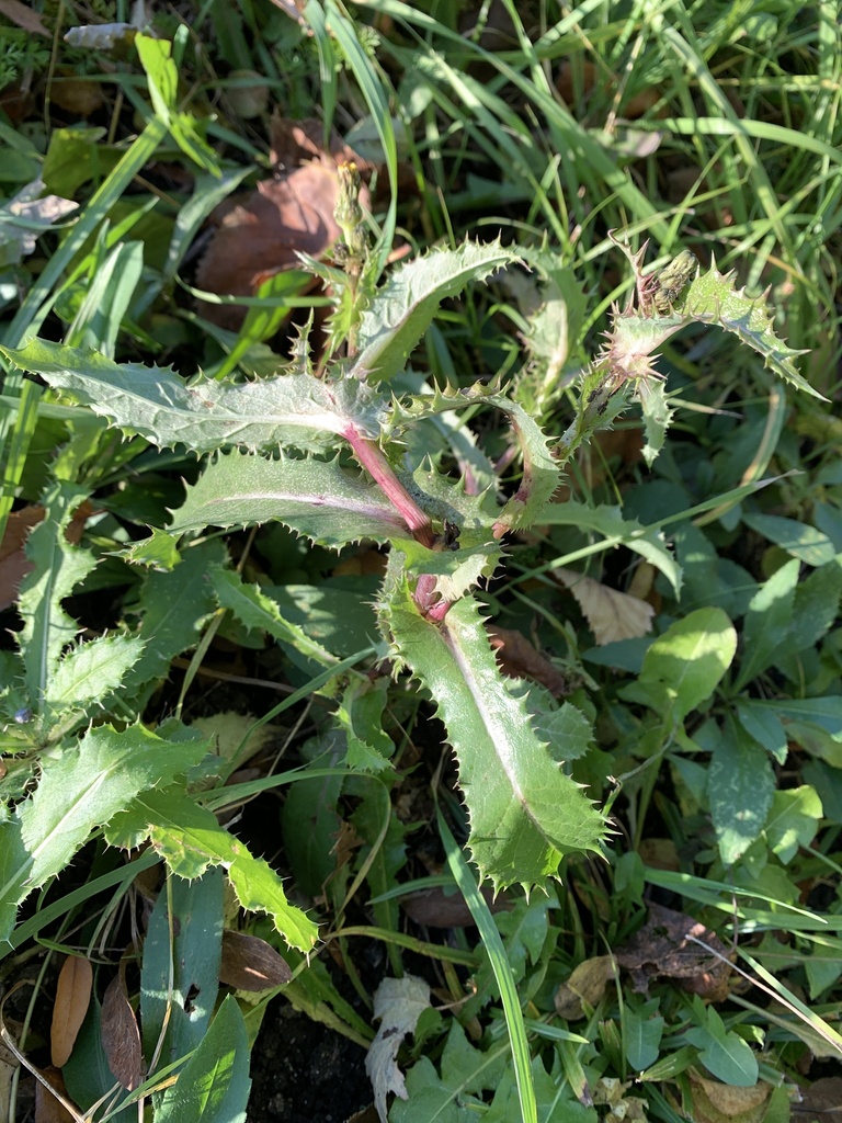 prickly sow thistle from Pine Ln, Lombard, IL, US on November 9, 2023 ...