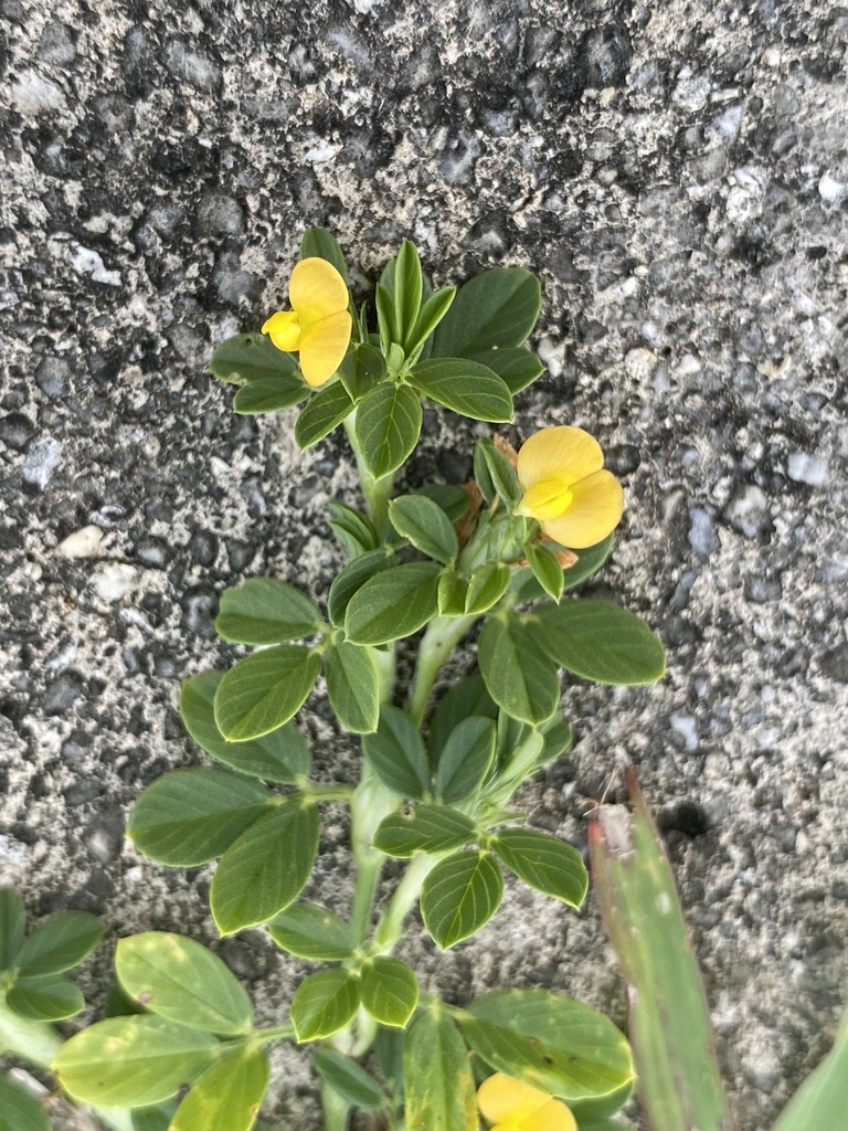 Caribbean Stylo from University of Guam - UOG , Mangilao, Guam, US on ...