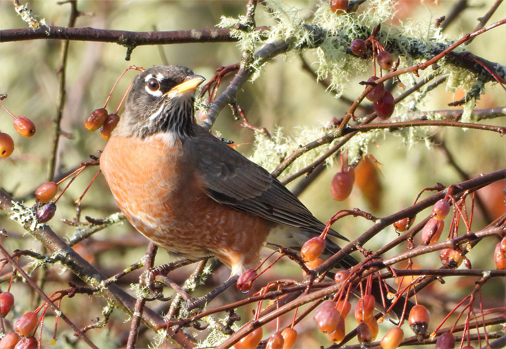American Robin from Hansen Creek at Airport Lane on November 7, 2023 at ...