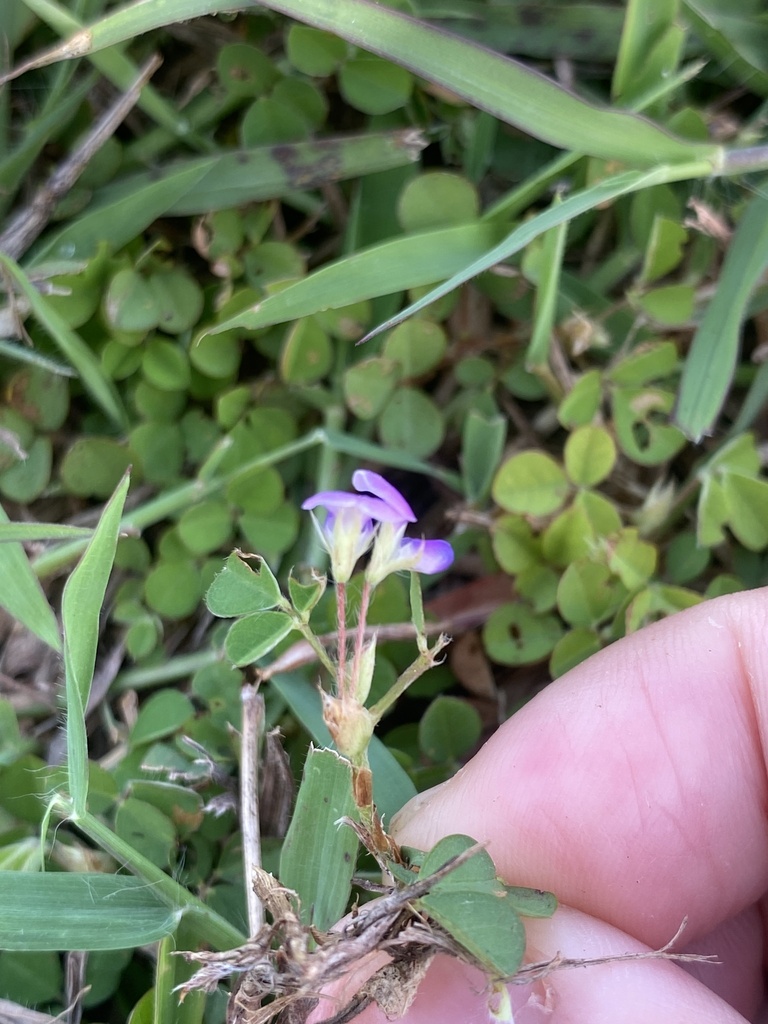 creeping tick trefoil from University of Guam - UOG , Mangilao, Guam ...