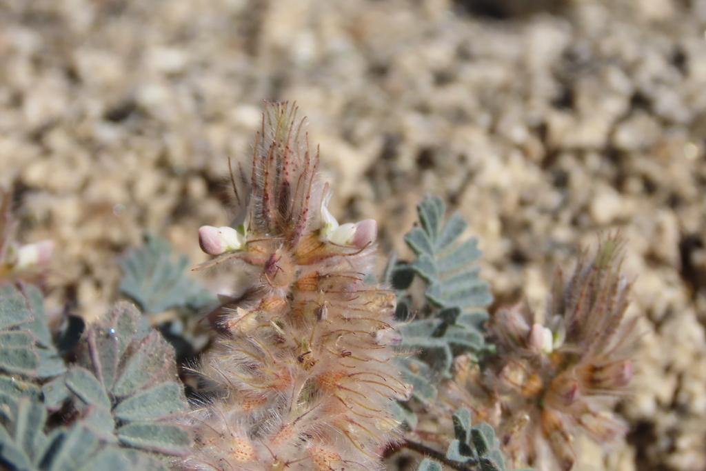 soft prairie clover from Randall Henderson Trail, Palm Desert, CA 92260 ...