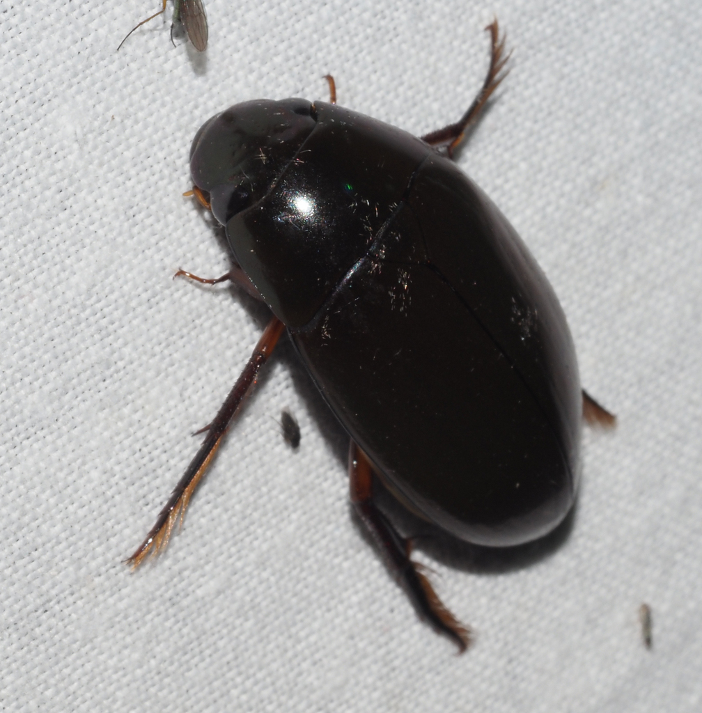 Hydrophilus from Spring Gully VIC 3550, Australia on November 5, 2023 ...