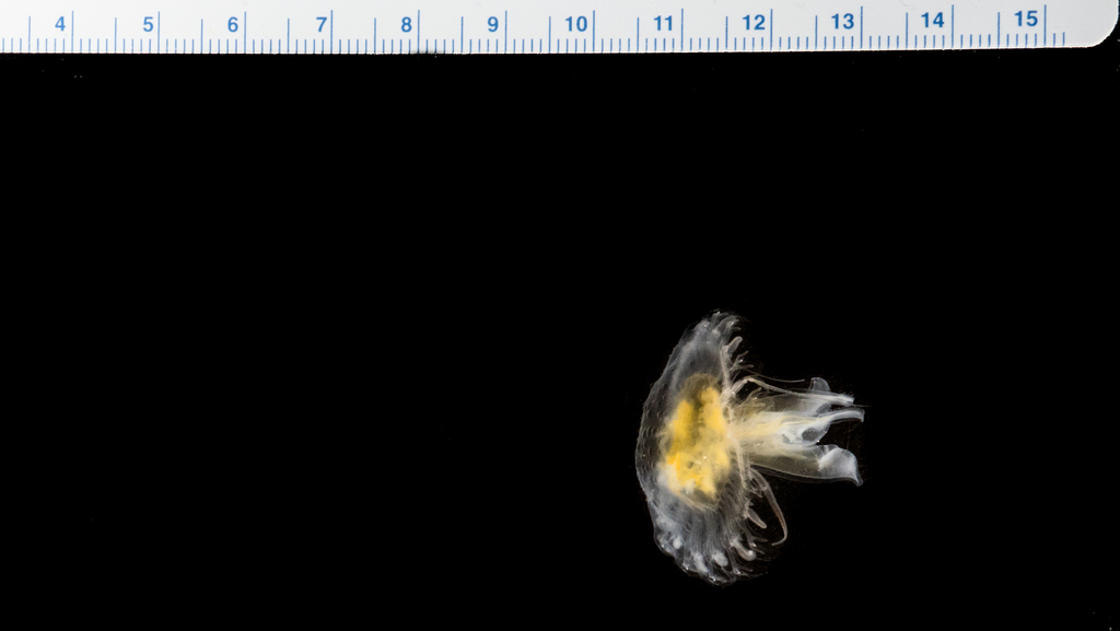 egg-yolk-jelly-from-quadra-island-on-may-17-2021-by-hakai-institute