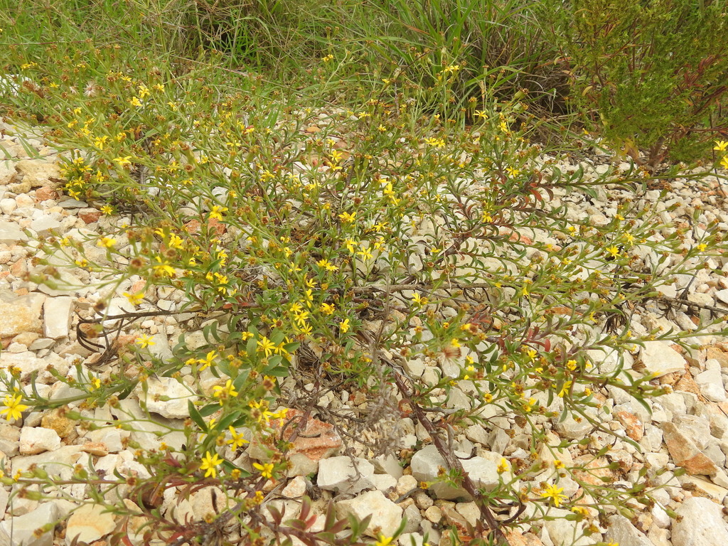Stiff-leaf Scratch-daisy from Bastrop County, TX, USA on November 9 ...