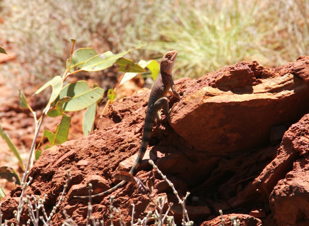 Ring-tailed Dragon from Karijini WA 6751, Australia on November 21 ...