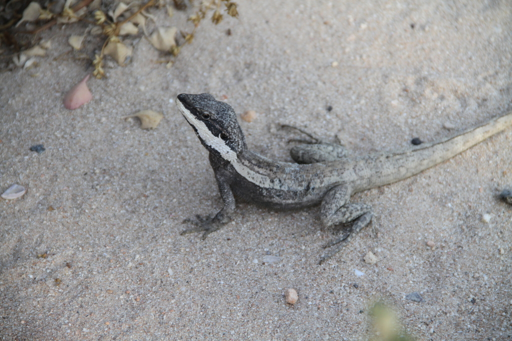 Gilbert's Dragon from Exmouth WA 6707, Australia on November 26, 2011 ...
