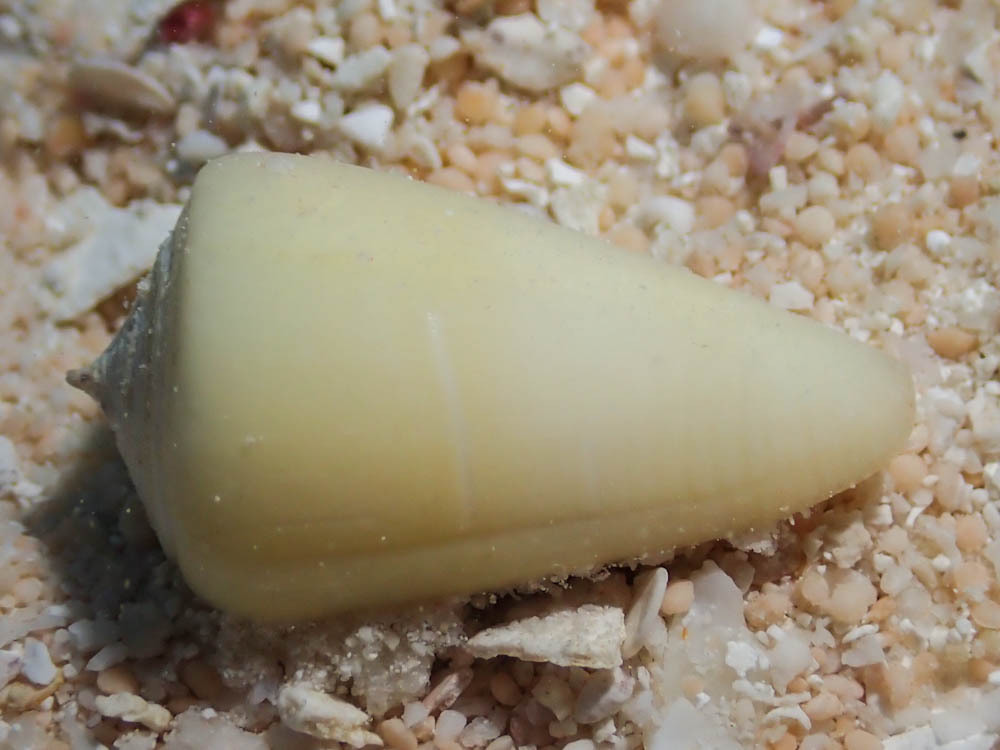 Ivory Cone from Maloelap Atoll, RMI on October 11, 2023 at 05:07 PM by ...
