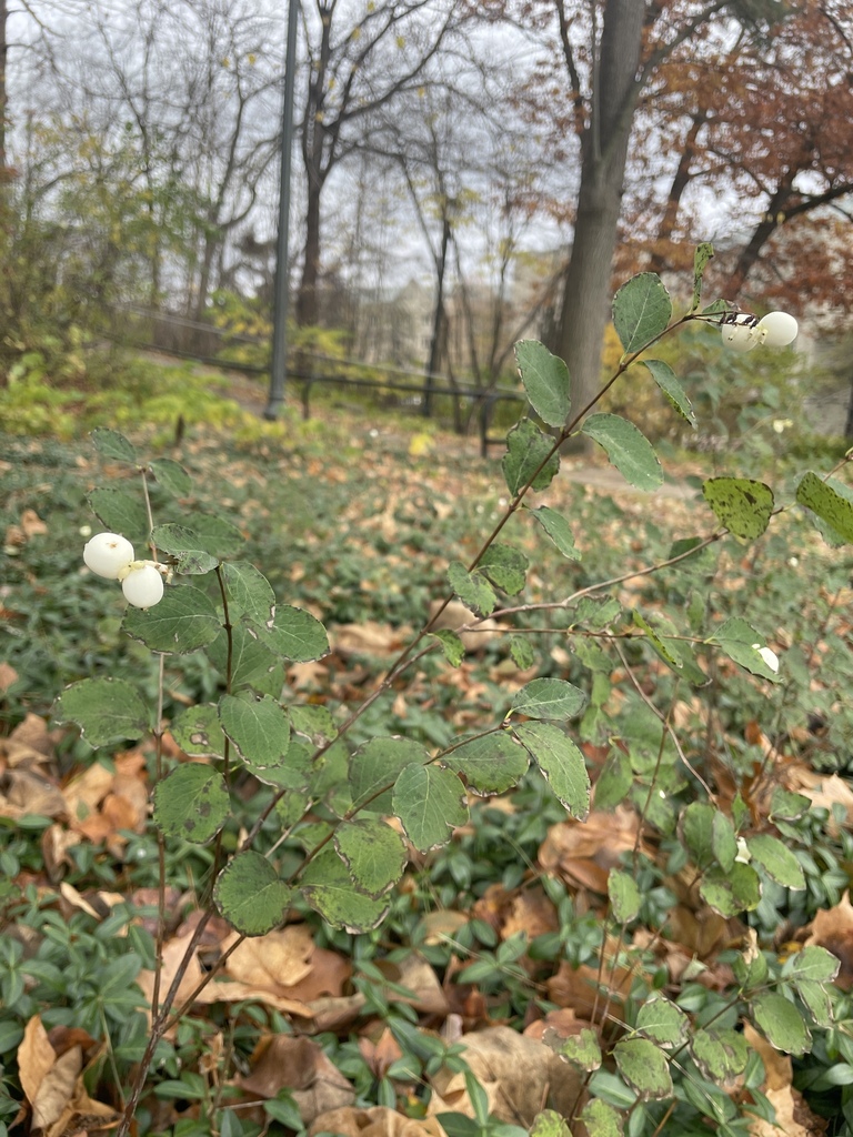 Common Snowberry from Medway, London, ON, Canada on November 9, 2023 at ...