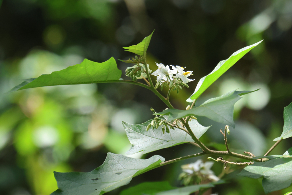 Turkey Berry from Manusela National Park, Maluku County, Maluku ...