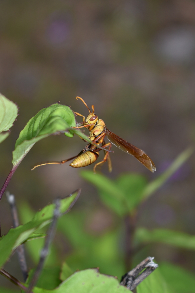 Typical Paper Wasps from Pueblo Nuevo, Dgo., México on October 15, 2023 ...