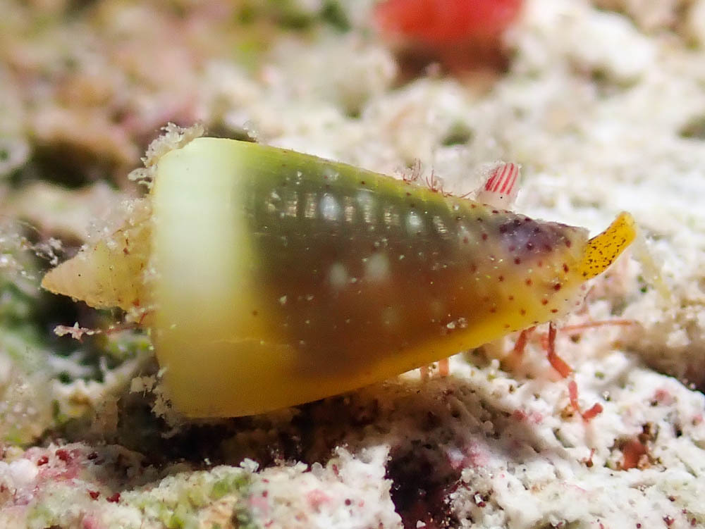 Conus from Maloelap Atoll, RMI on September 30, 2023 at 04:59 PM by ...