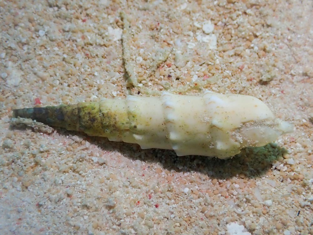 Crenulated Auger from Maloelap Atoll, RMI on October 24, 2023 at 05:24 ...