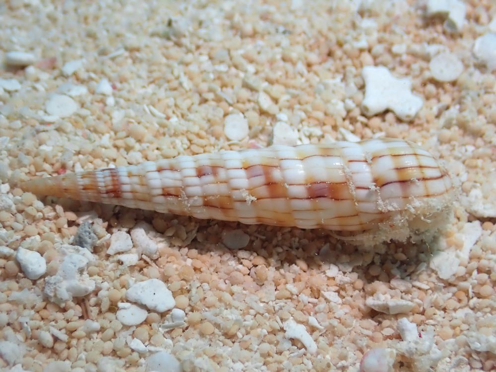 Myurella affinis from Maloelap Atoll, RMI on October 12, 2023 at 04:57 PM by Raphael Forns ...