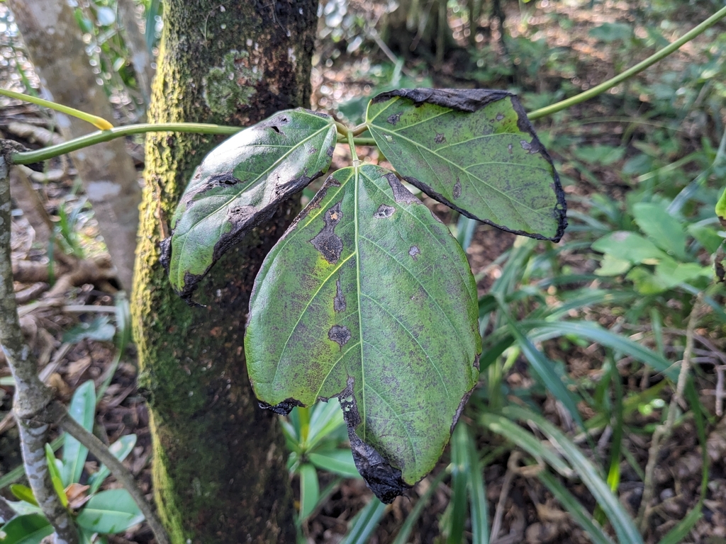 Mucuna membranacea in October 2023 by galanhsnu · iNaturalist