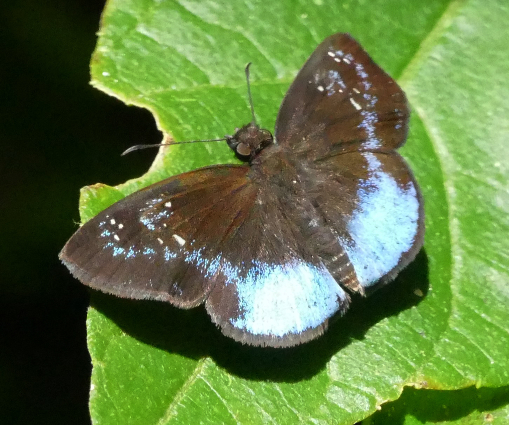 Pythonides proxenus from El Valle de Antón, Panamá on November 9, 2023 at 12:05 AM by Juan ...