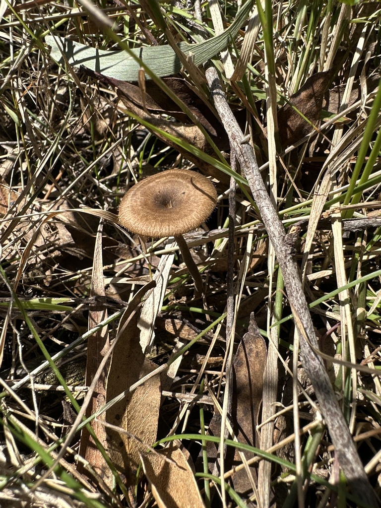 Spring Polypore from Croom Regional Sporting Complex, Croom, NSW, AU on ...