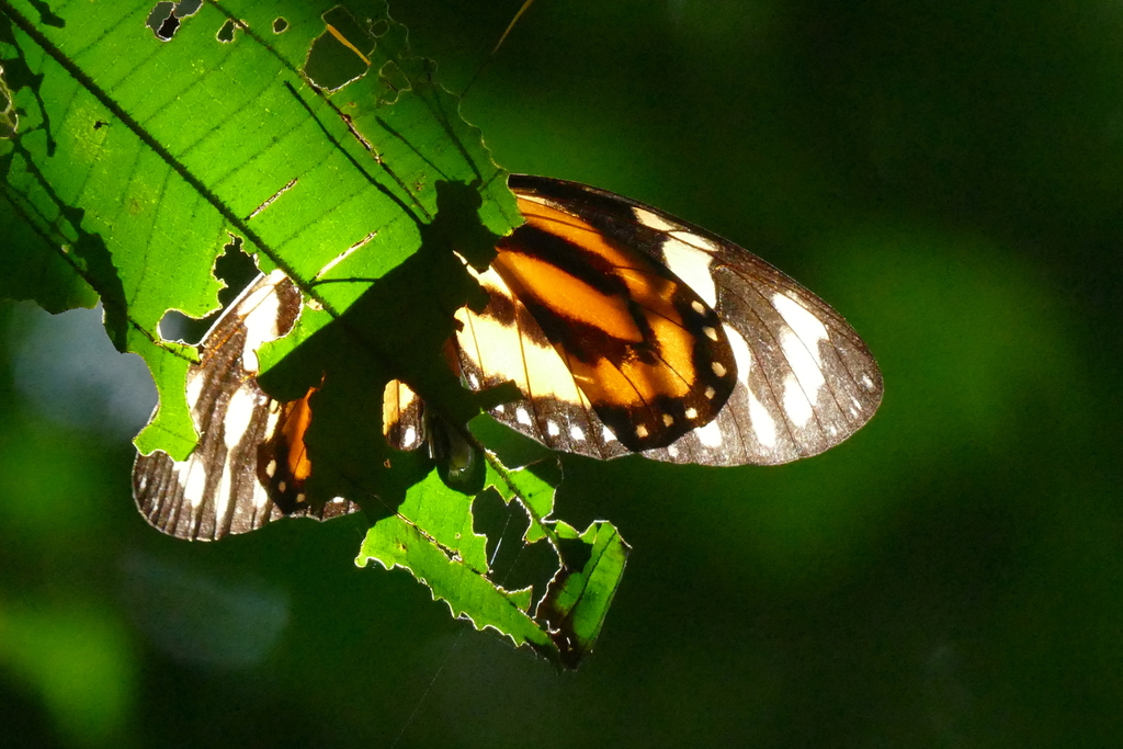 Tiger Mimic-Queen from El Valle de Antón, Panamá on November 9, 2023 at ...