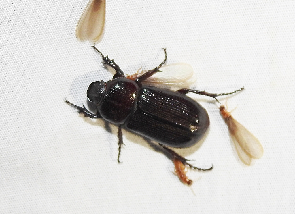 Cryptodus from One Tree Hill Regional Park, Spring Gully VIC 3550 ...