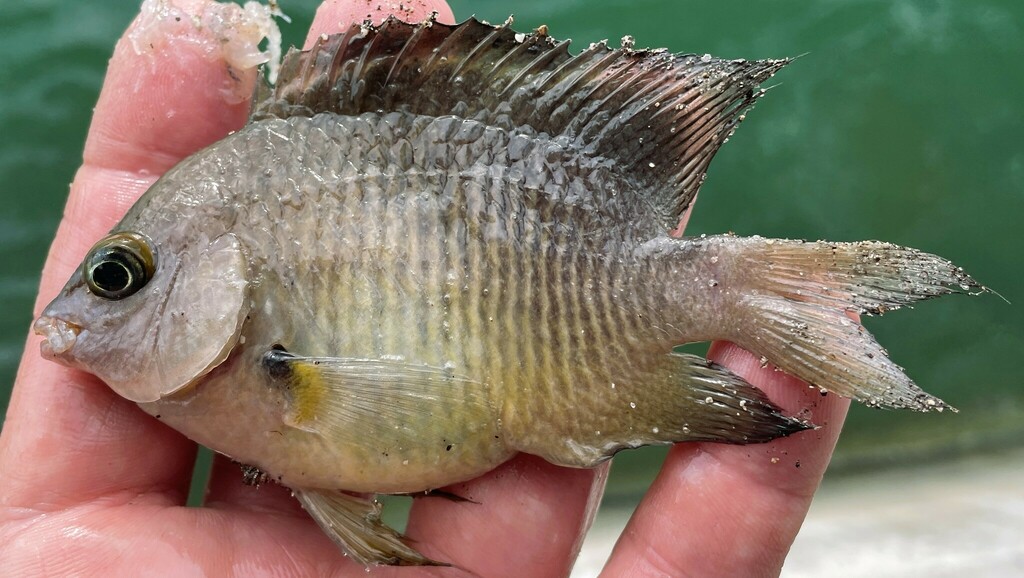 Threespot Damselfish from South Beach, Miami Beach, FL 33139, USA on ...