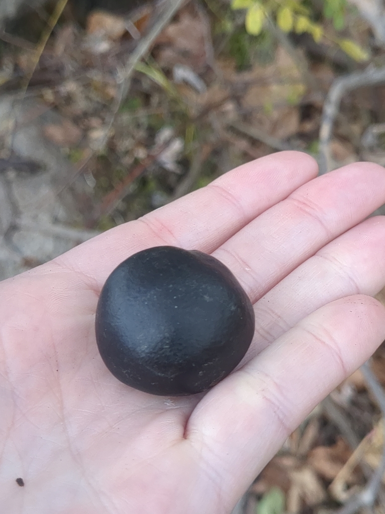 Ohio buckeye from BRWNSBORO VLG, KY 40207, USA on November 9, 2023 at ...