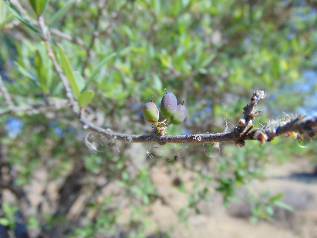 desert-olive from Aguascalientes, Ags., México on March 24, 2019 at 10: ...