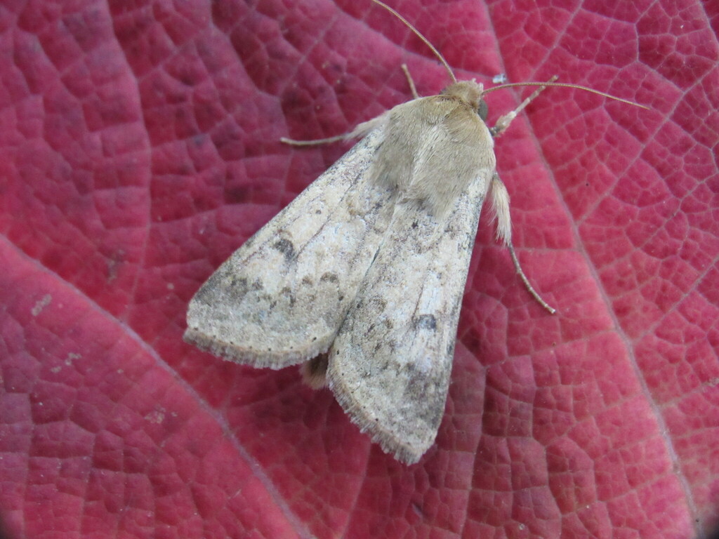 Corn Earworm Moth from Bellbrook, Greene County, OH, USA on November 9 ...